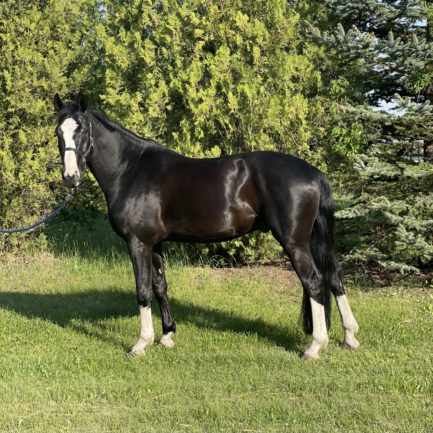 Riderline | Rascalino Royal