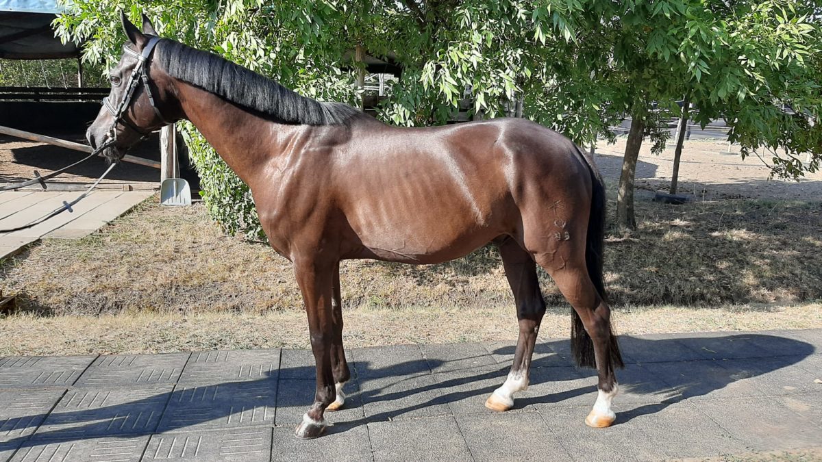 Riderline | Nemus vom Geestrand