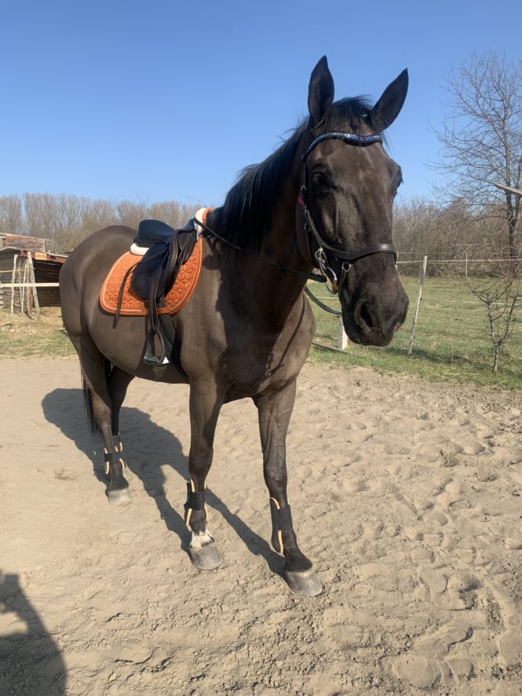 Riderline | Dáriusz