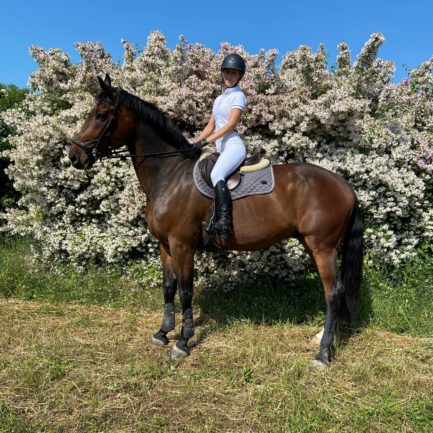 Riderline | Just Cavalli