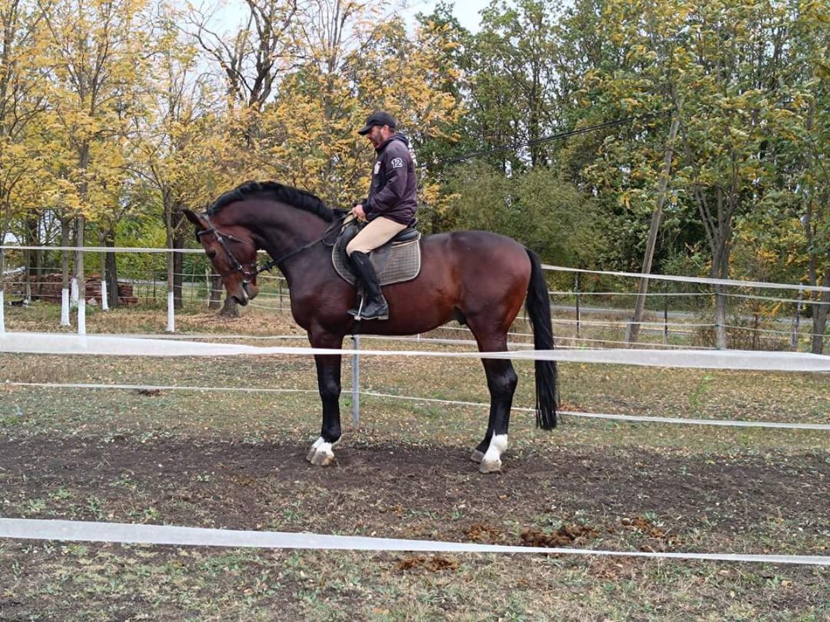 Riderline | Quasimodo