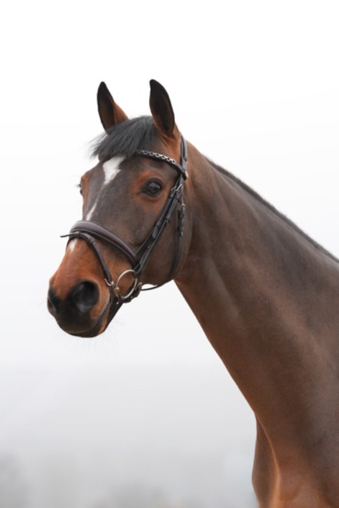 Riderline | O-Centurio